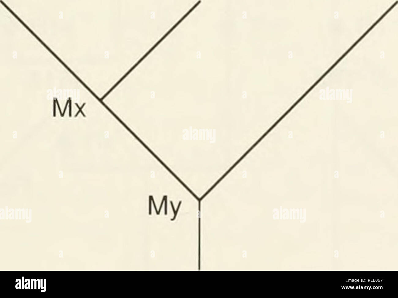 . The Compleat cladist : a primer of phylogenetic procedures. Cladistic ...