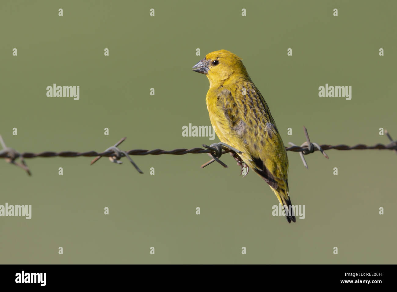 African cuckoo finch hi-res stock photography and images - Alamy