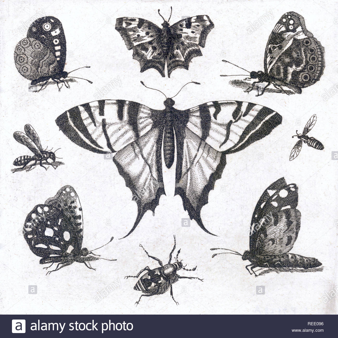 Old insect drawings hi-res stock photography and images - Alamy