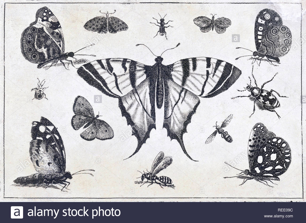 Insects illustrations hi-res stock photography and images - Alamy