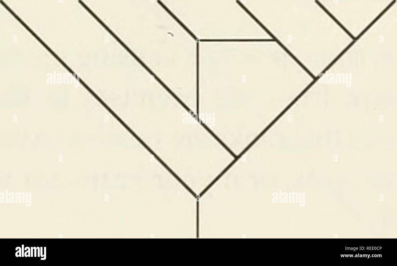 . The Compleat cladist : a primer of phylogenetic procedures. Cladistic ...