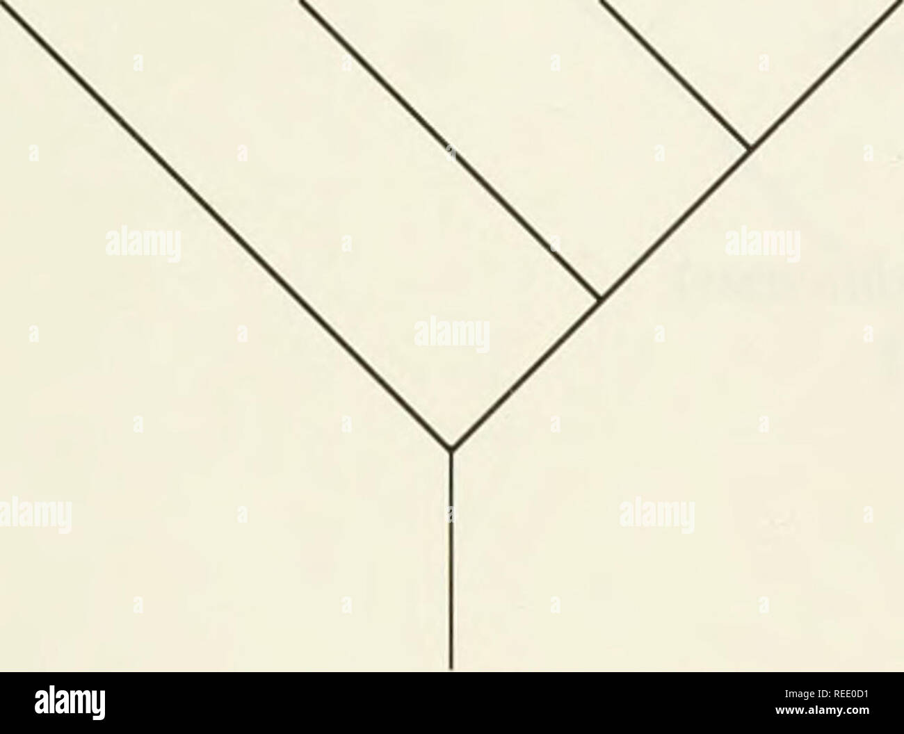 . The Compleat cladist : a primer of phylogenetic procedures. Cladistic ...