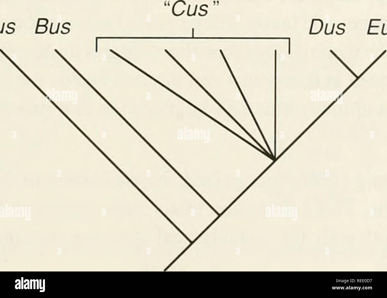 . The Compleat cladist : a primer of phylogenetic procedures. Cladistic ...