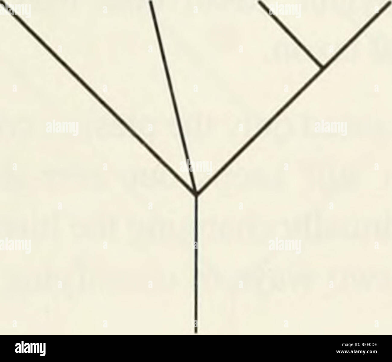 Cladistic classification of vertebrates hi-res stock photography and ...