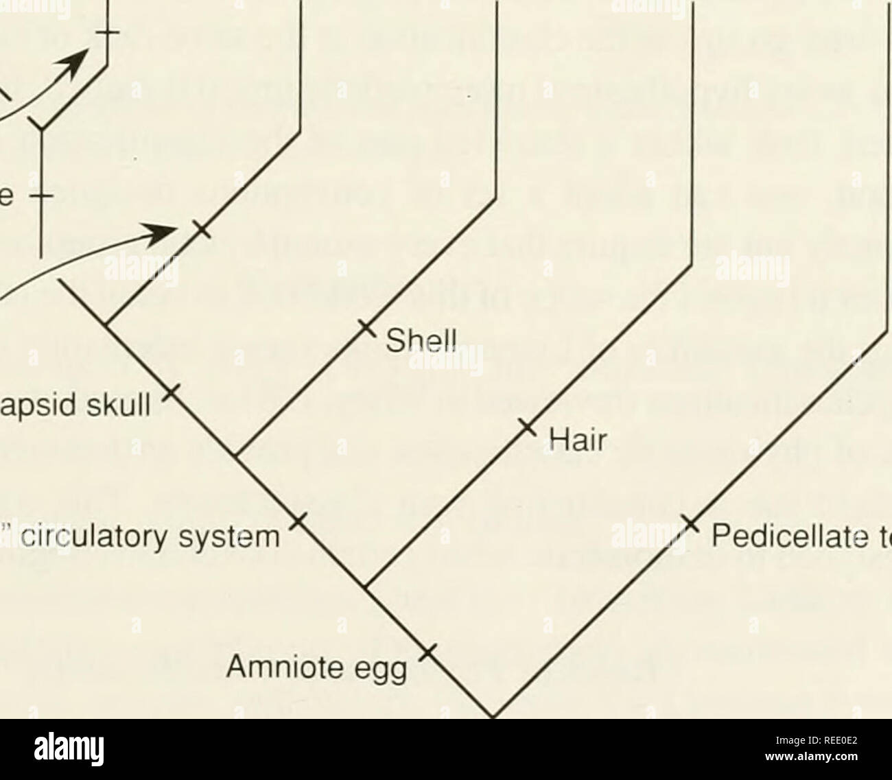 Cladistic classification of vertebrates hi-res stock photography and ...