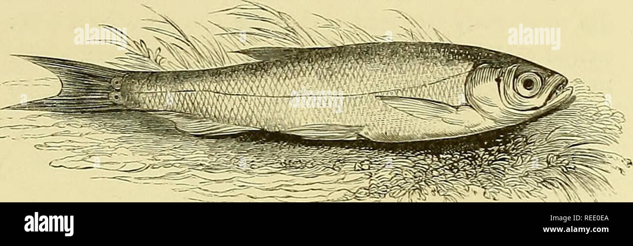 . The complete angler, or The contemplative man's recreation. Fishing ...