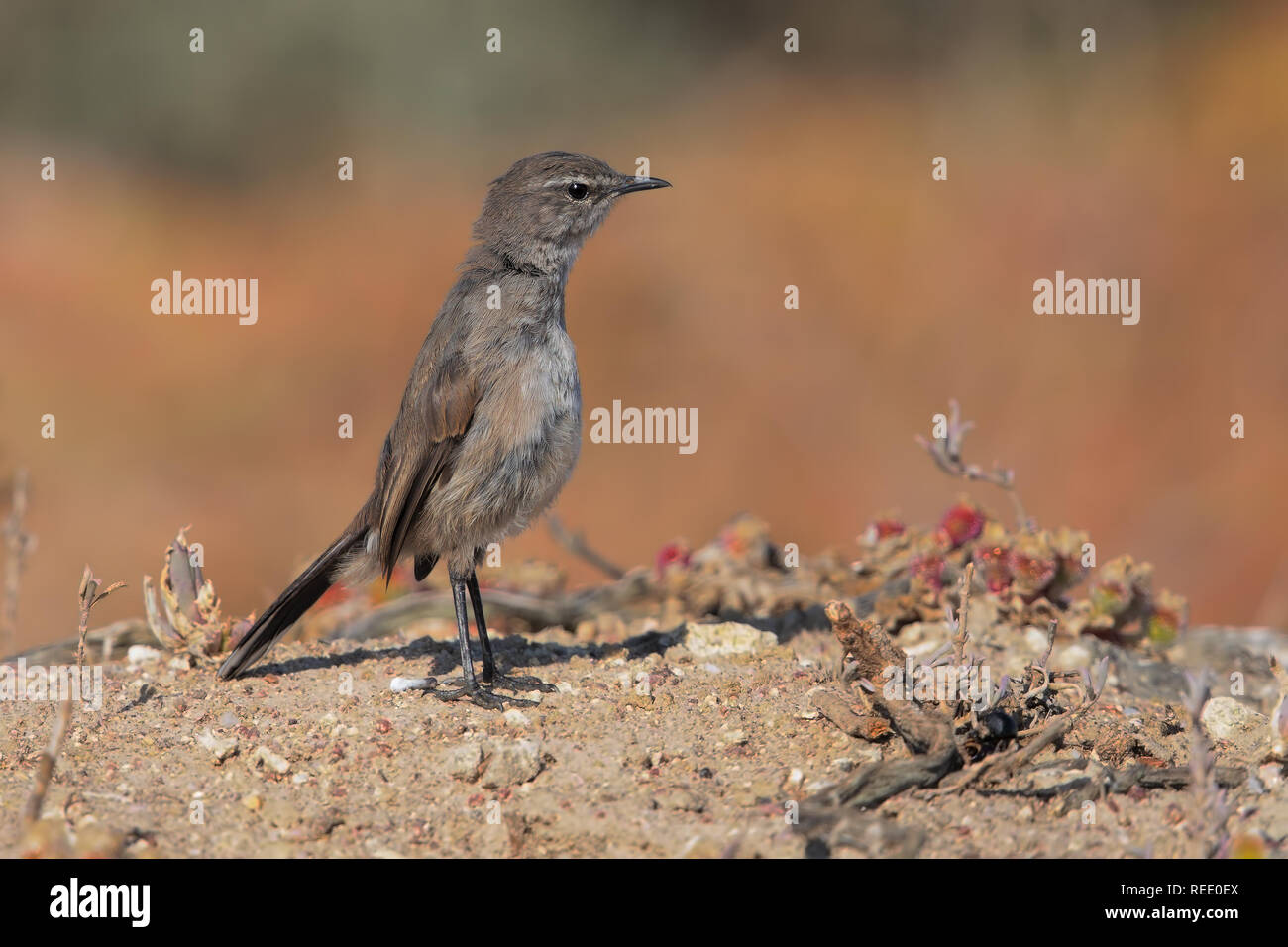 Karoo scrub robin hi-res stock photography and images - Alamy