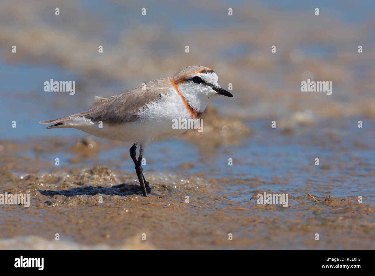 Charadriifomres hi-res stock photography and images - Alamy