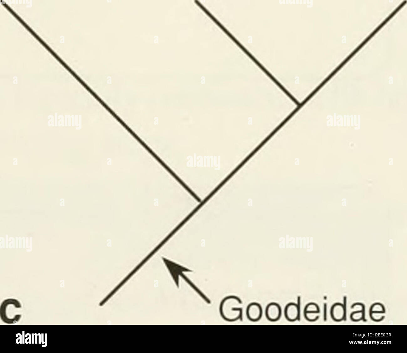 . The Compleat cladist : a primer of phylogenetic procedures. Cladistic ...