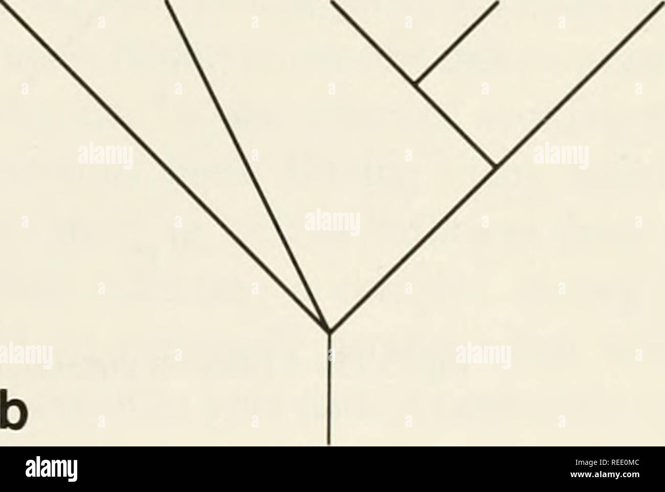 Phylogenetic trees hi-res stock photography and images - Alamy