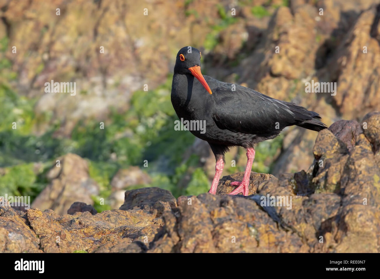 South african birds with orange legs hi-res stock photography and ...