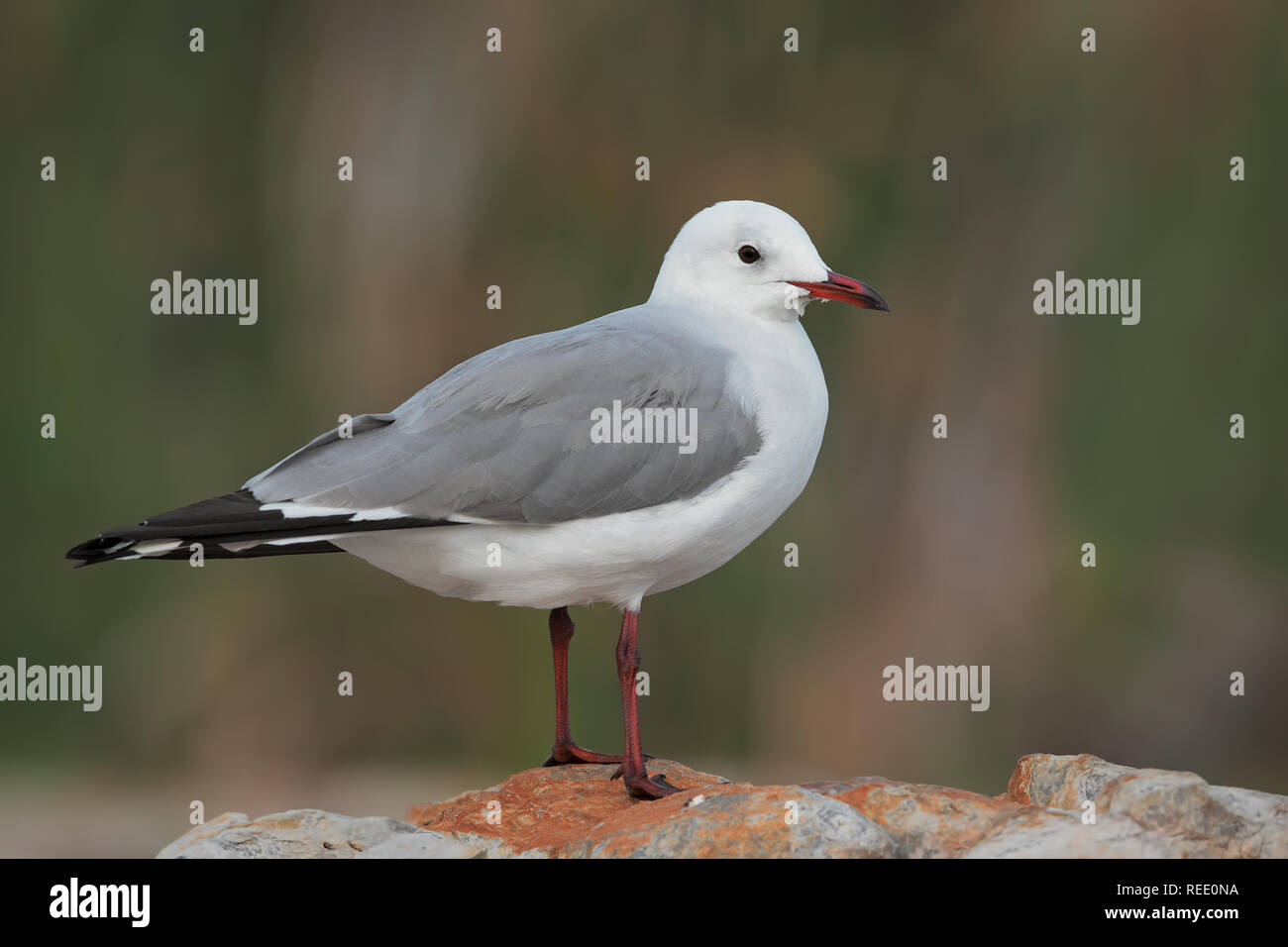 South african birds with red legs hi-res stock photography and images ...