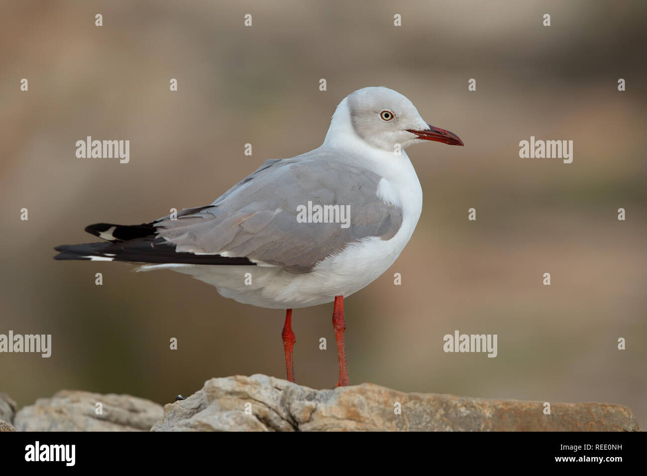 South african birds with red legs hi-res stock photography and images ...