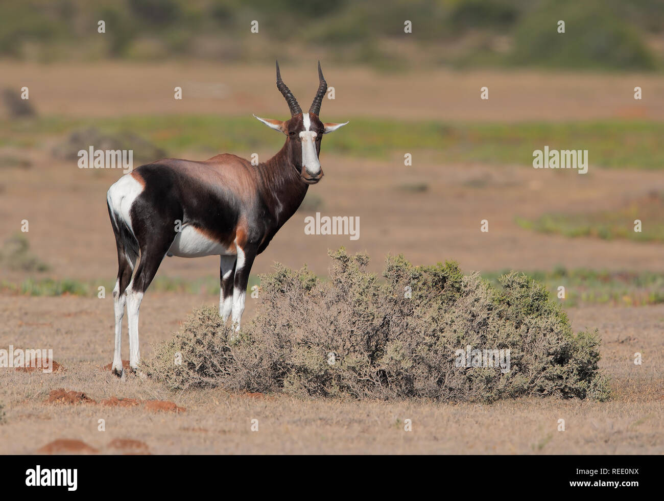 Bontebok species hi-res stock photography and images - Alamy