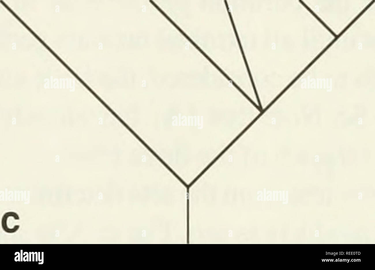 . The Compleat cladist : a primer of phylogenetic procedures. Cladistic ...