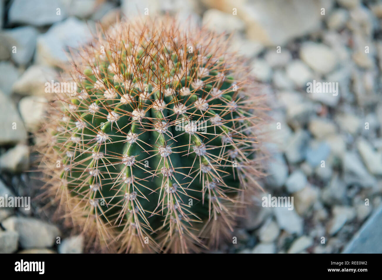 cactus flower of big round green plant with spiky thorns as natural ...