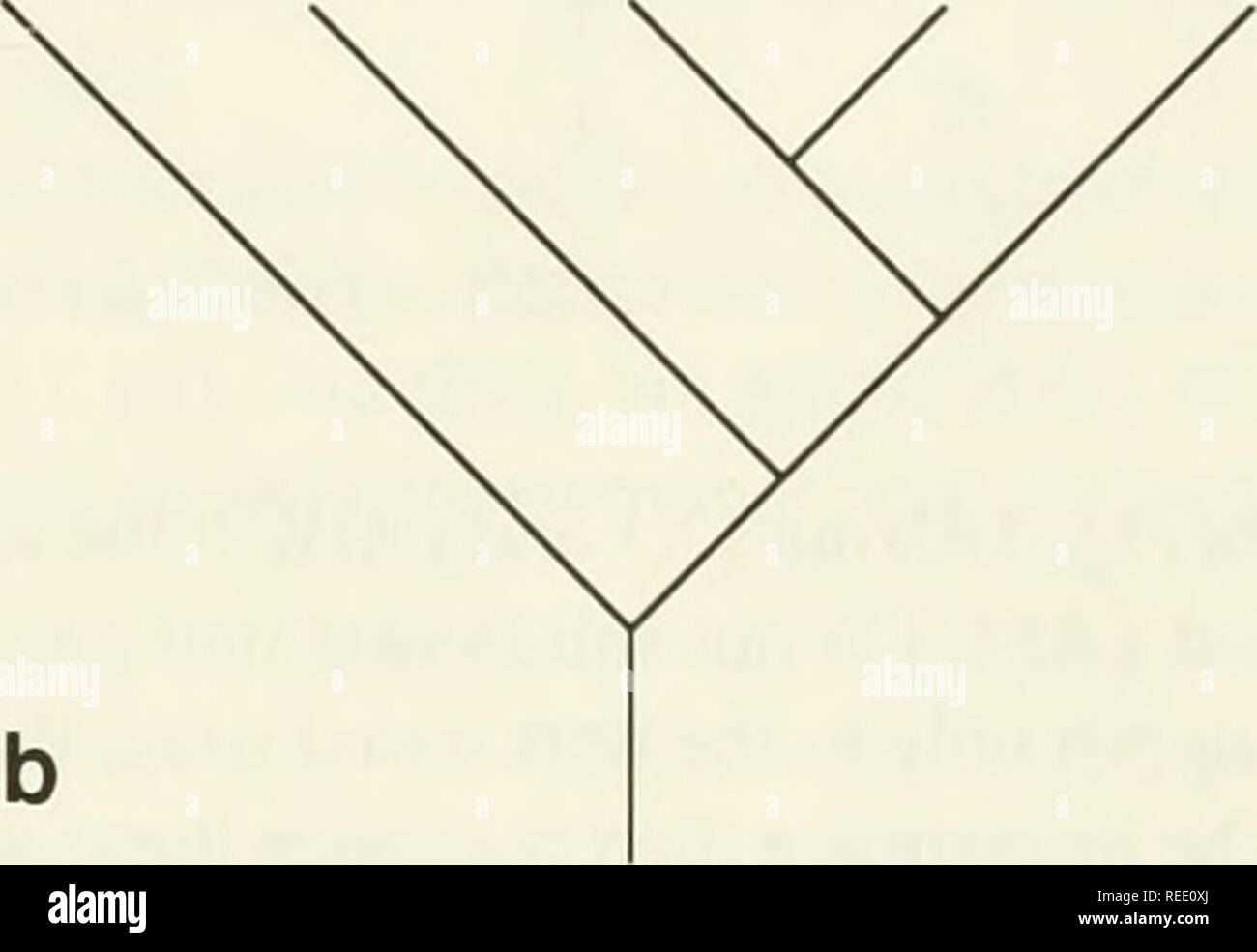 . The Compleat cladist : a primer of phylogenetic procedures. Cladistic ...