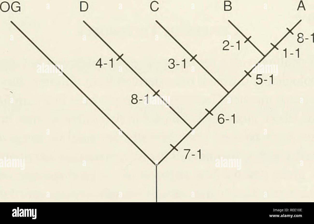 . The Compleat cladist : a primer of phylogenetic procedures. Cladistic ...