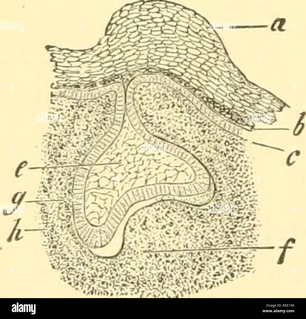 . Compendium of histology. Histology. 76 SEVENTH LECTURE. been ...