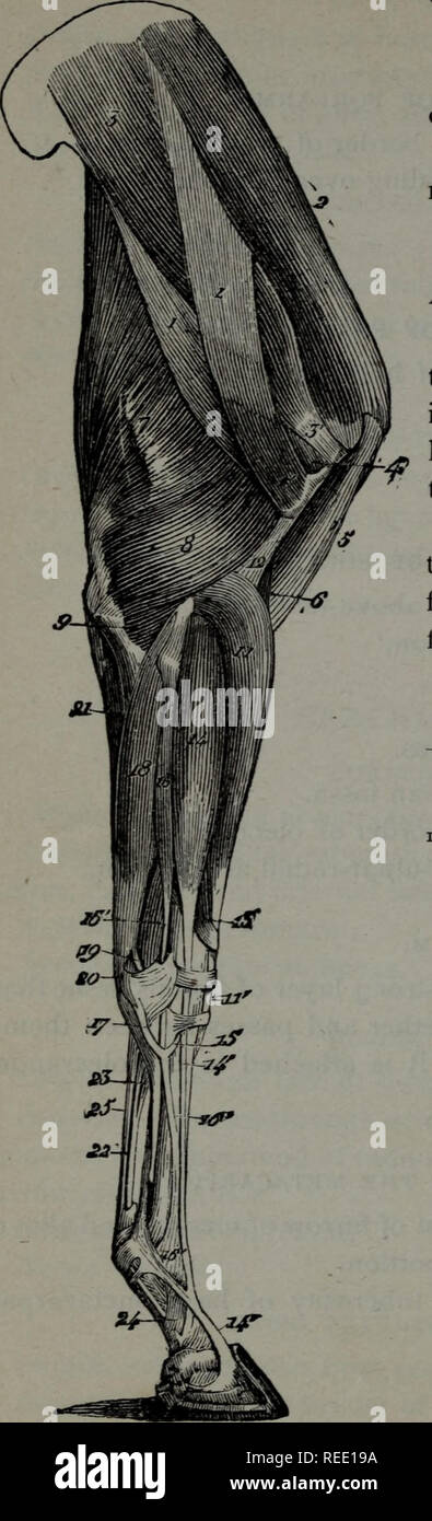 . A compend of equine anatomy and physiology. Horses. yo EQUINE ANATOMY ...