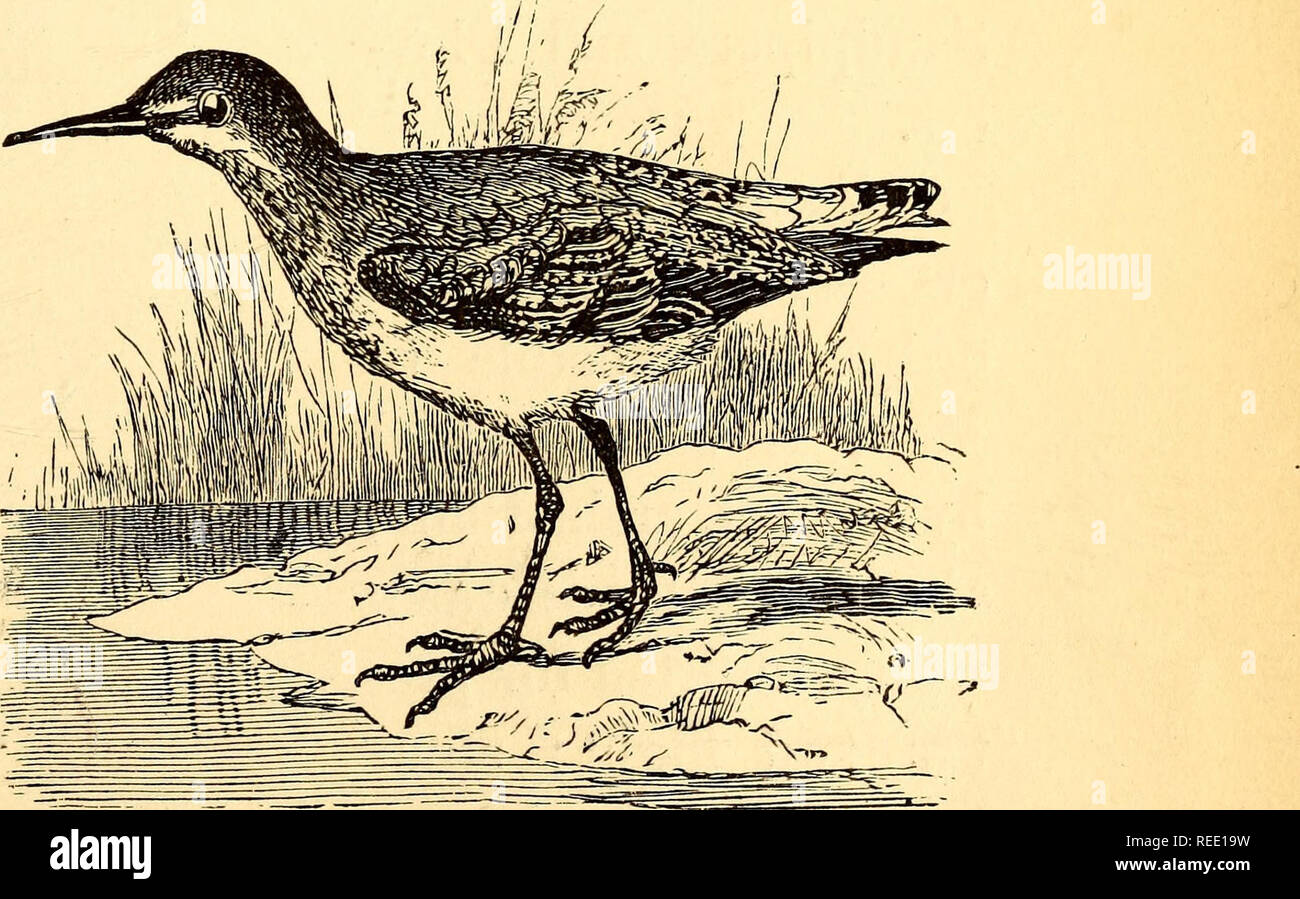 Anatomy of the ducks hi-res stock photography and images - Alamy