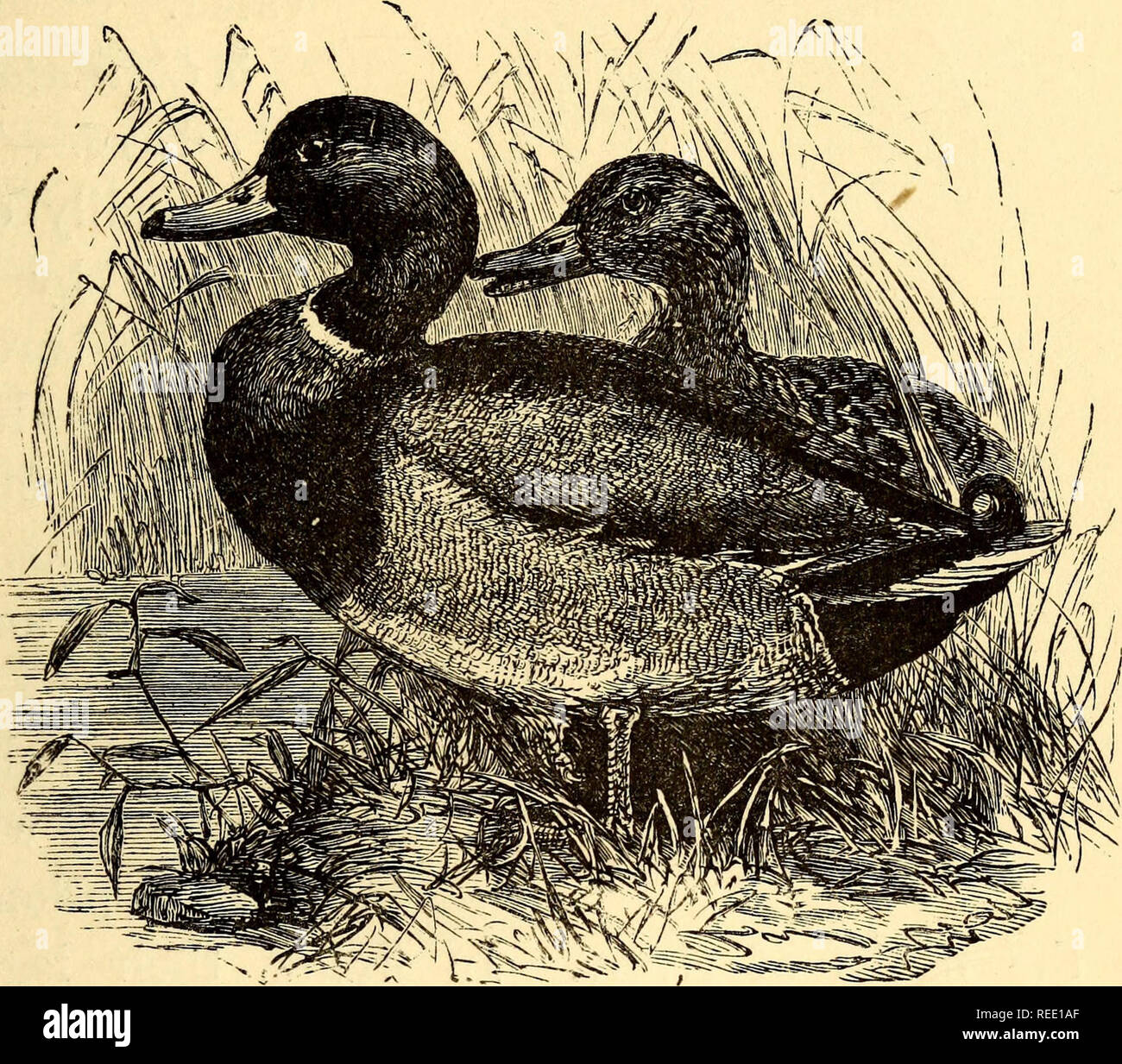 Anatomy of the ducks hi-res stock photography and images - Alamy