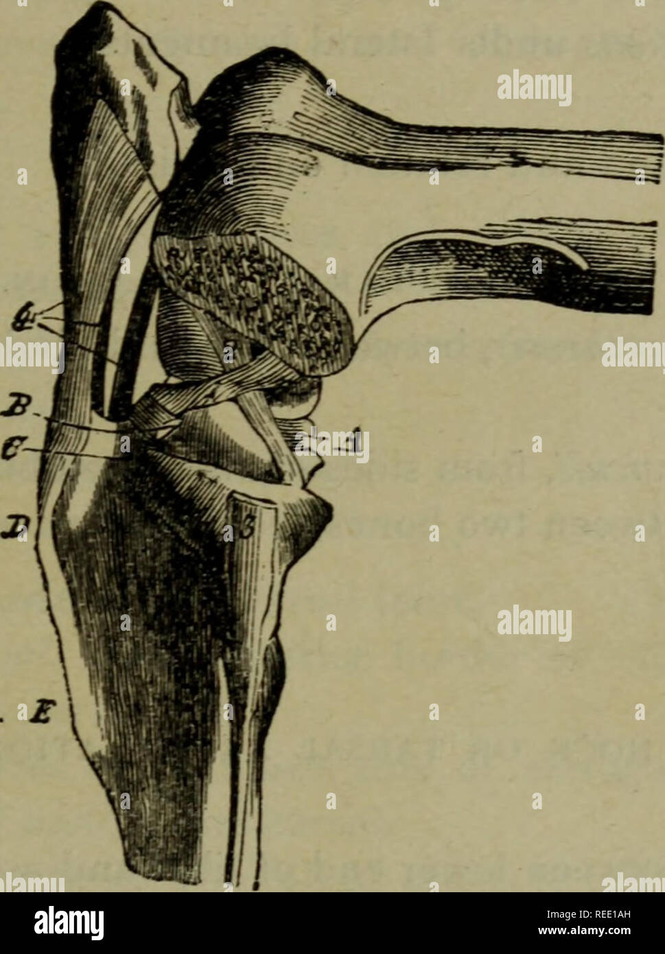 . A compend of equine anatomy and physiology. Horses. ARTHROLOGY. 47 ...