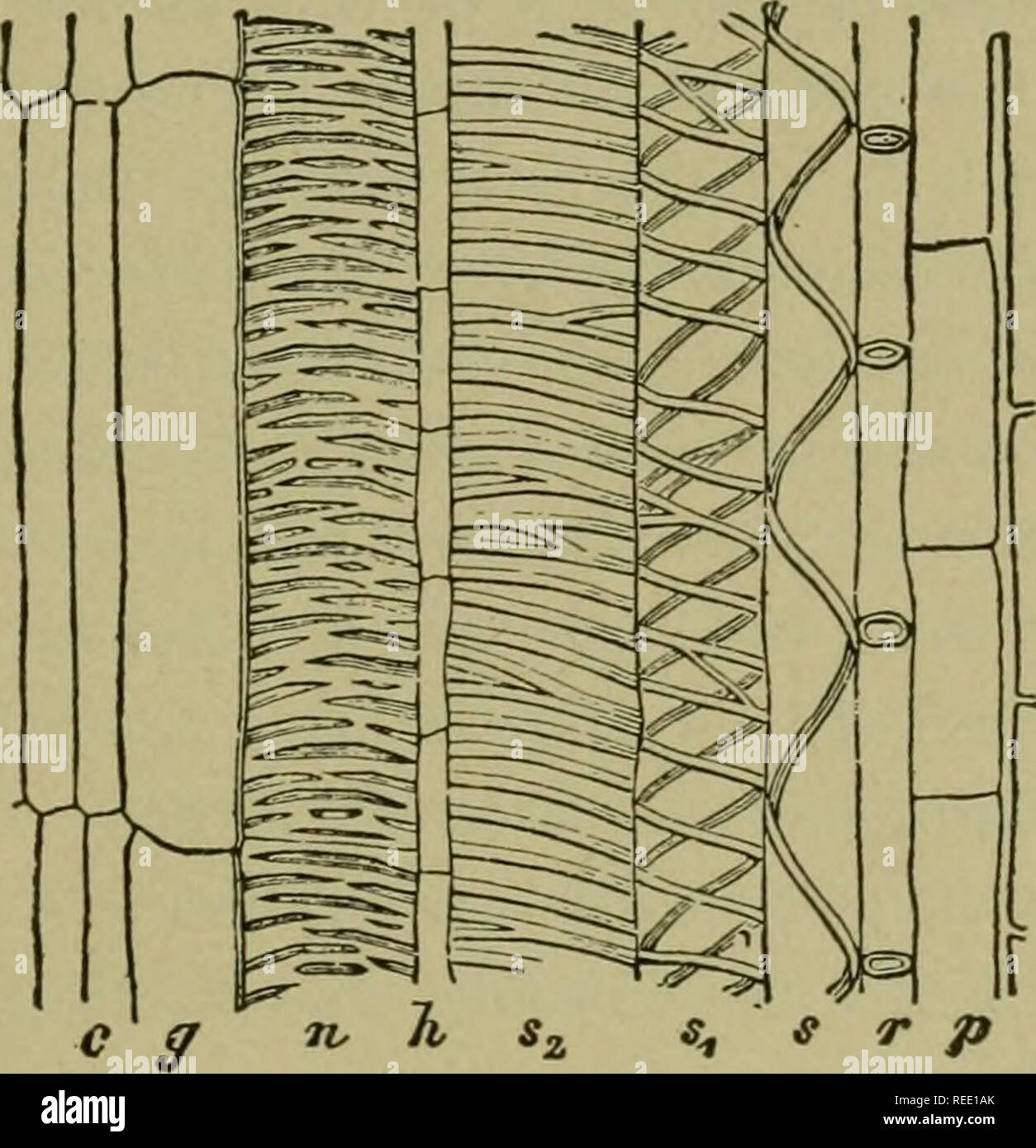 Plants anatomical characteristics hi-res stock photography and images ...