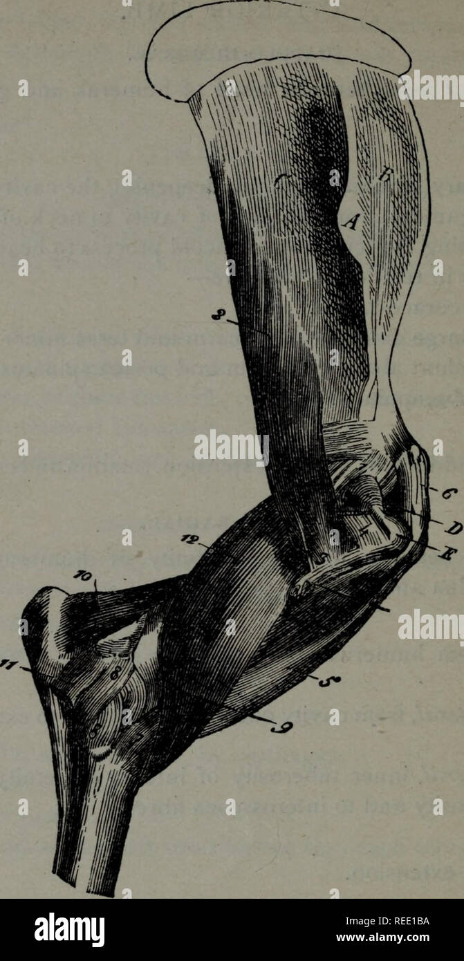 Lateral ulnar muscle hi-res stock photography and images - Alamy