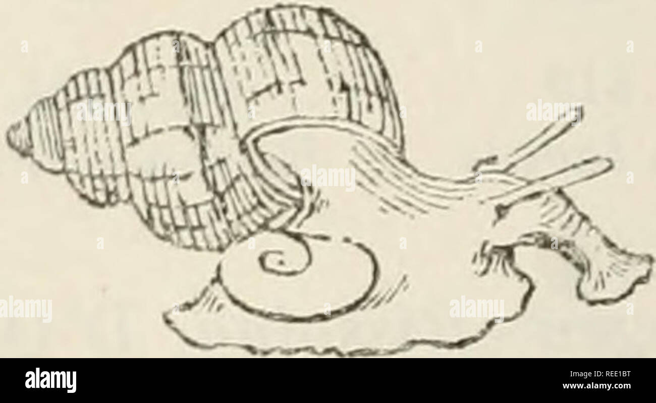 Codolo Del Dente Di Setola