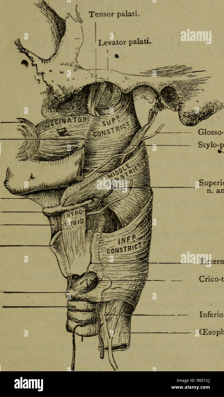 Mylo leather hi-res stock photography and images - Alamy