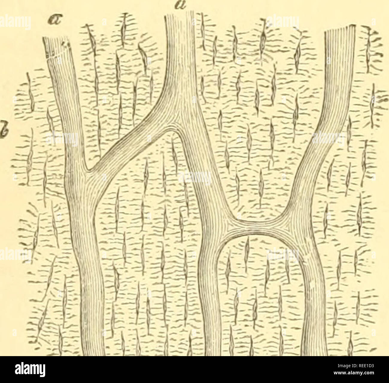 . Compendium of histology. Histology. SIXTH LECTURE. BONE TISSUE. We ...