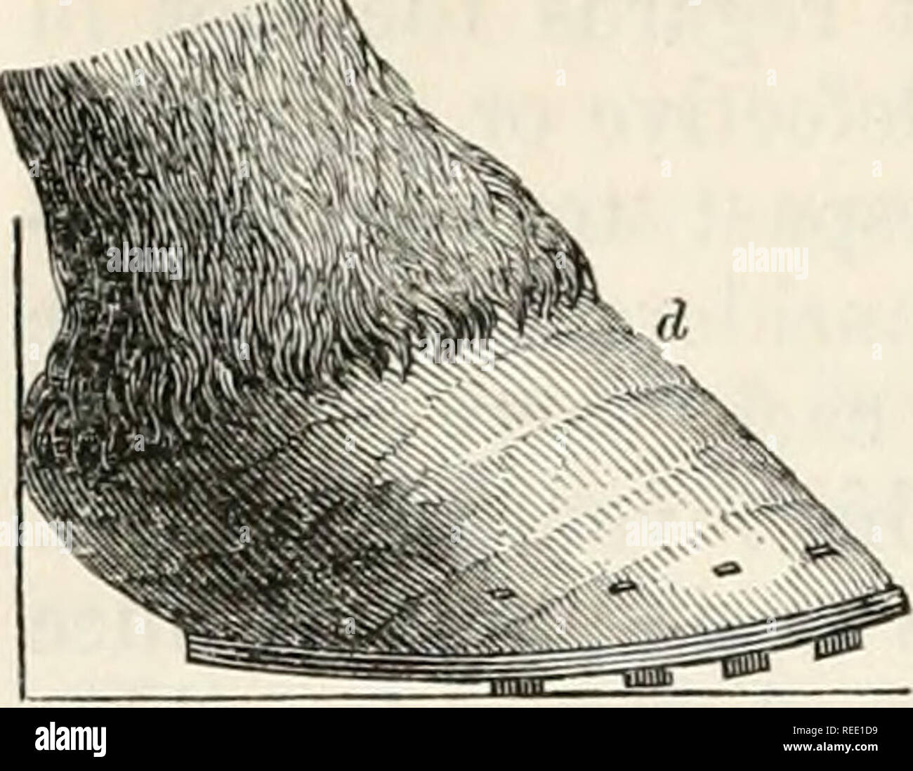 Horse hoof diagram hi-res stock photography and images - Alamy