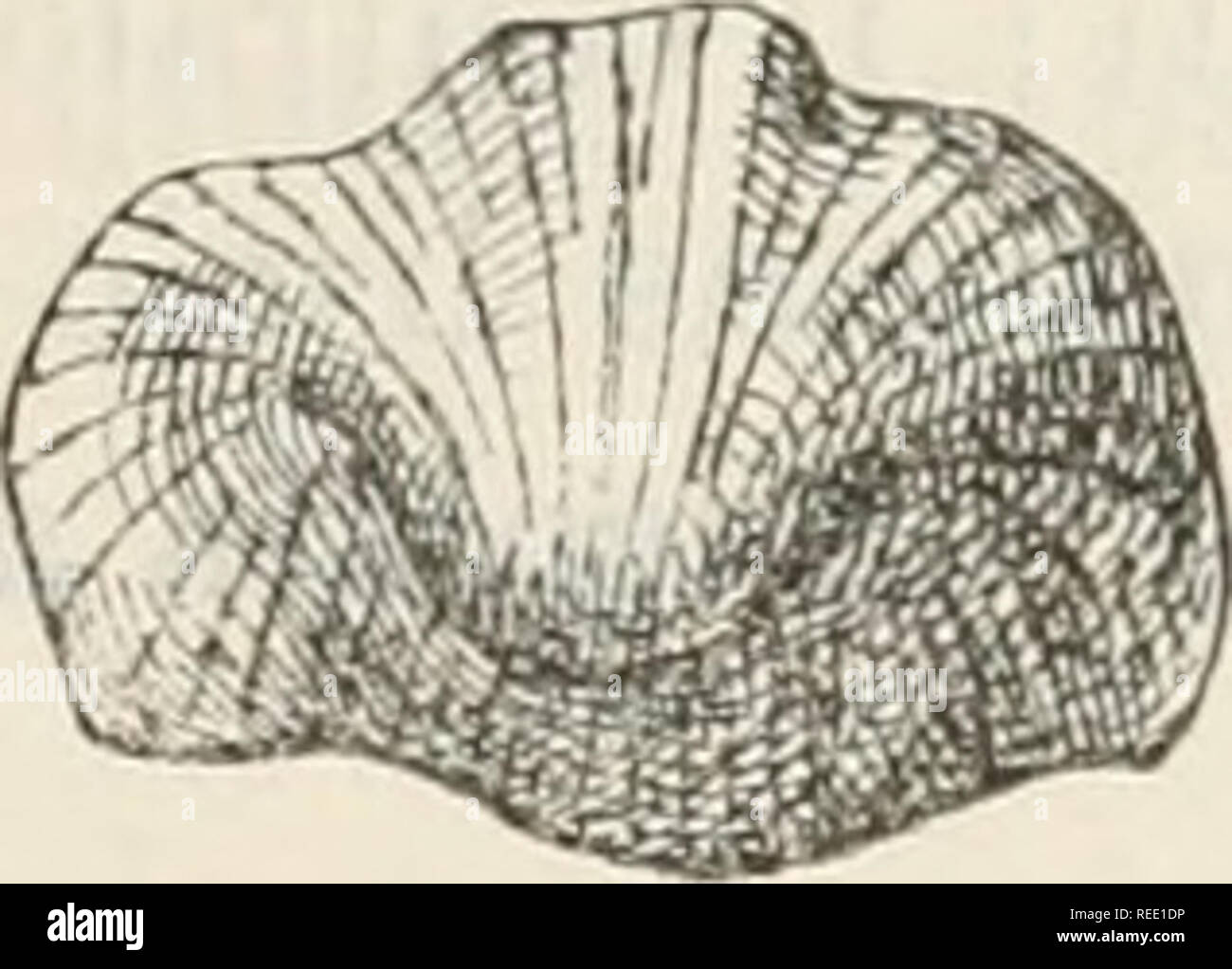 Involuta hi-res stock photography and images - Alamy