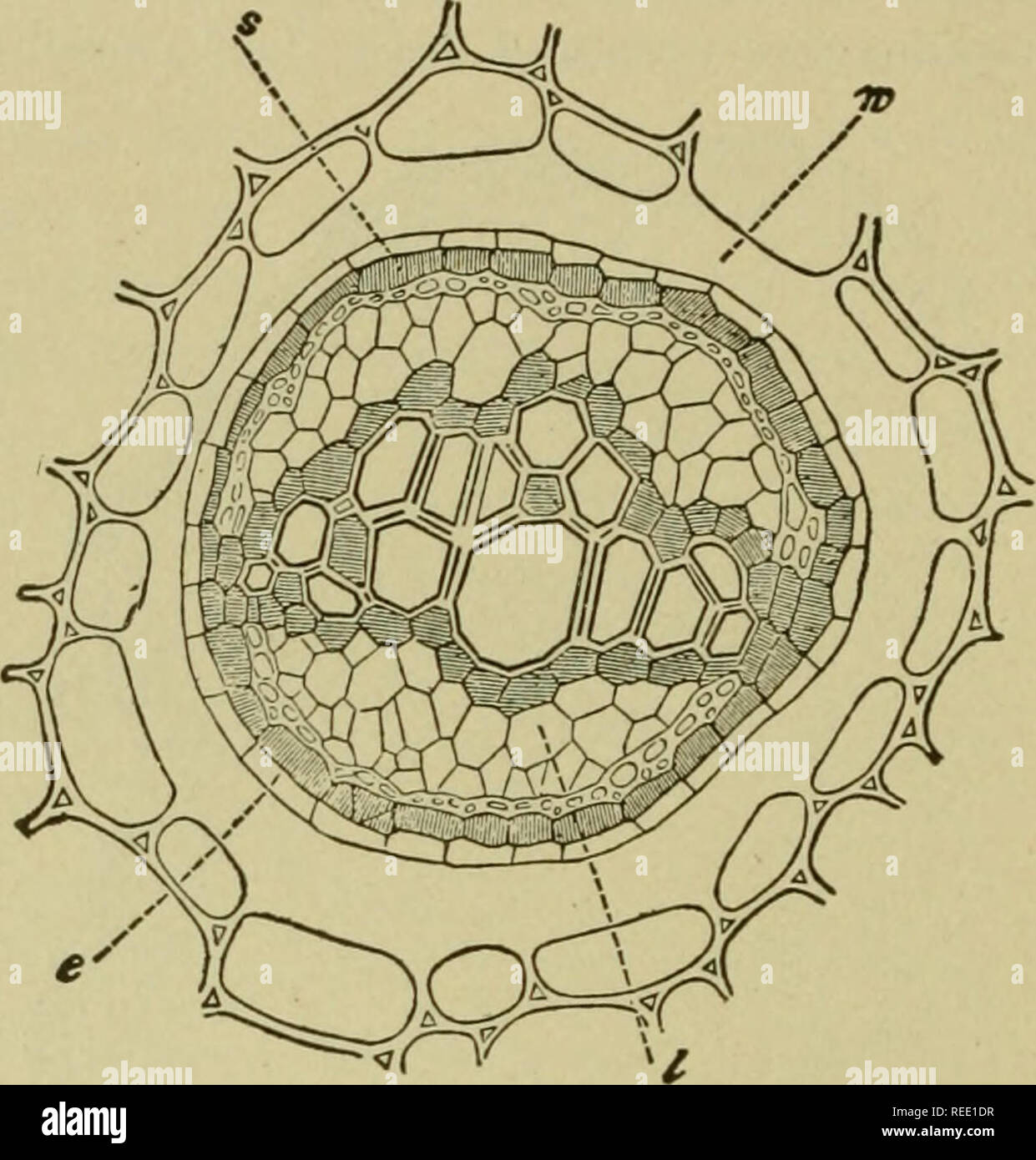 . A compendium of general botany. Plants. 78 COMPENDIUM OF GENERAL ...