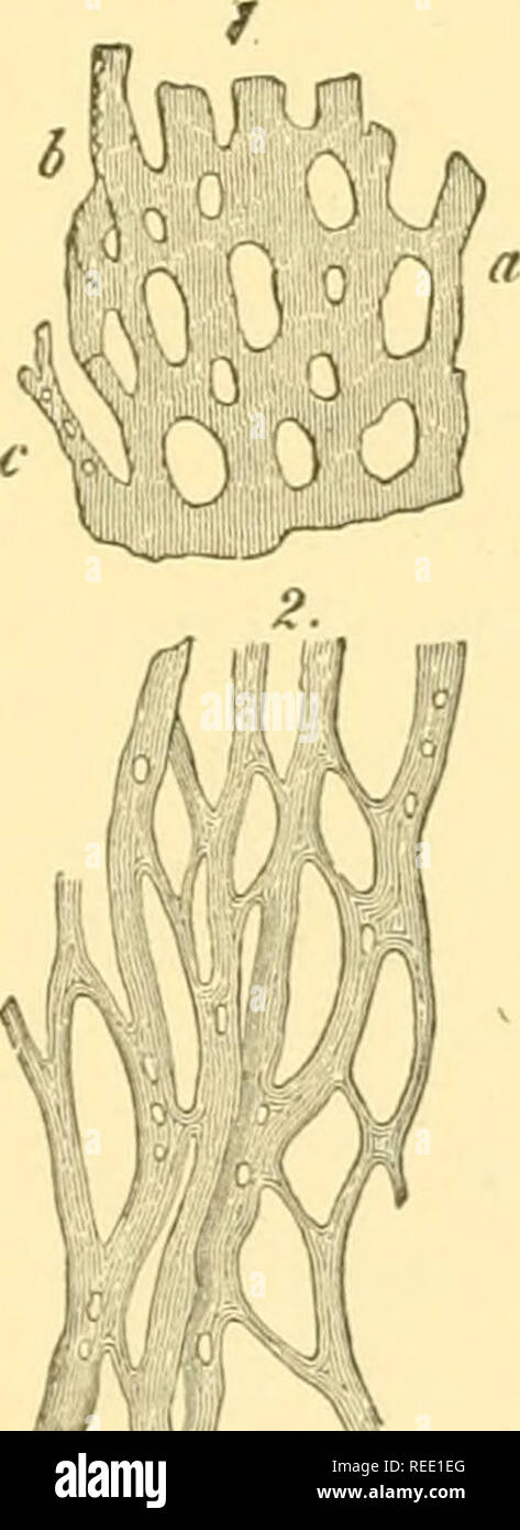 Reticular connective tissue hi-res stock photography and images - Alamy