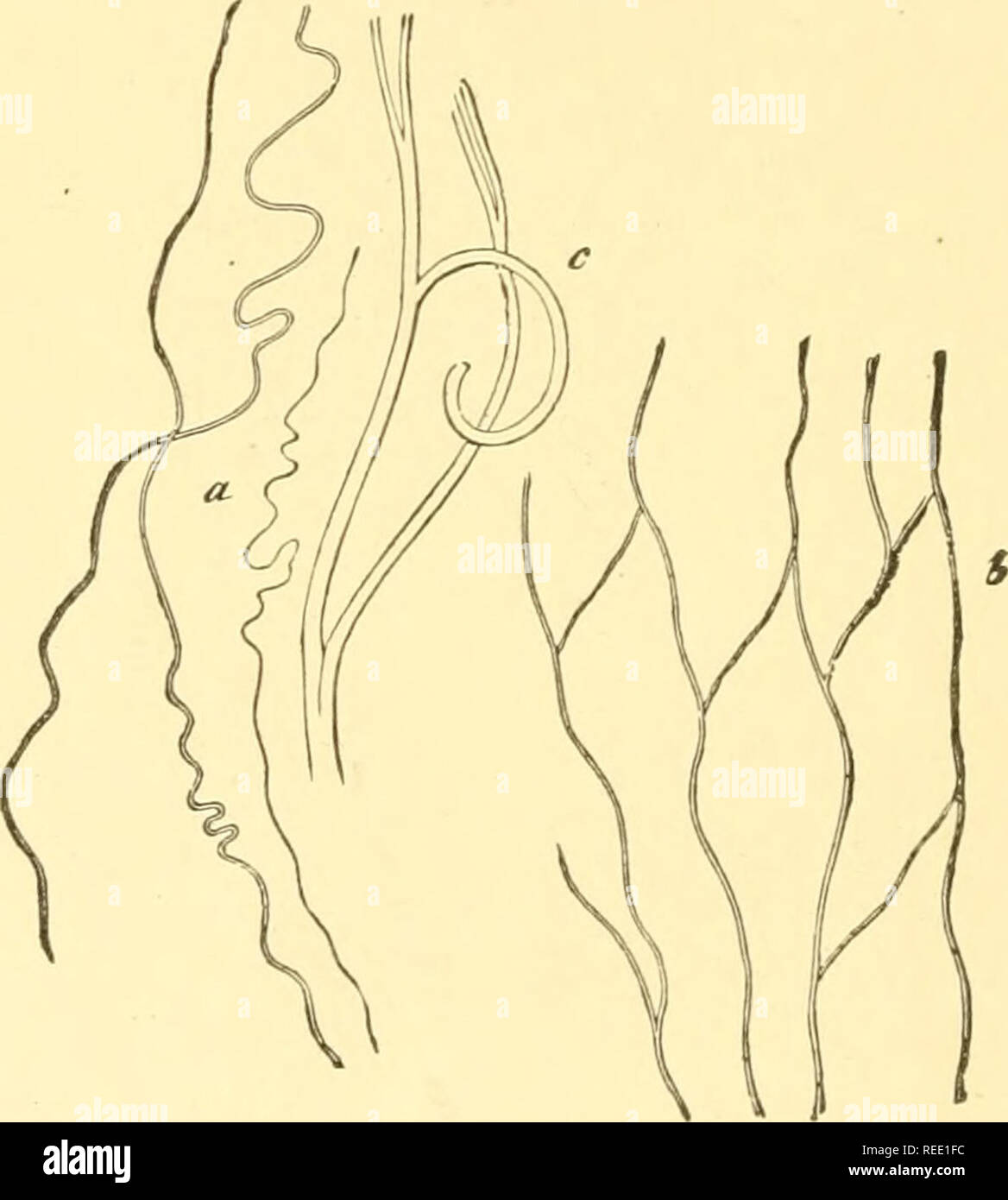 . Compendium of histology. Histology. 52 FIFTH LECTURE appearance in ...