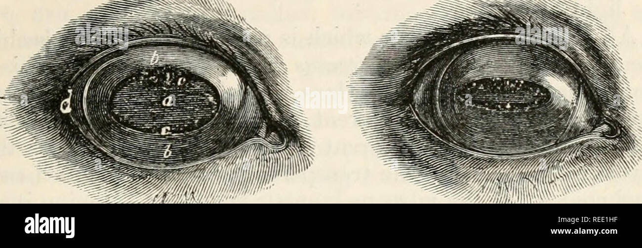 . A compendium of the veterinary art ... THE STRUCTURE AND FUNCTIONS OF ...