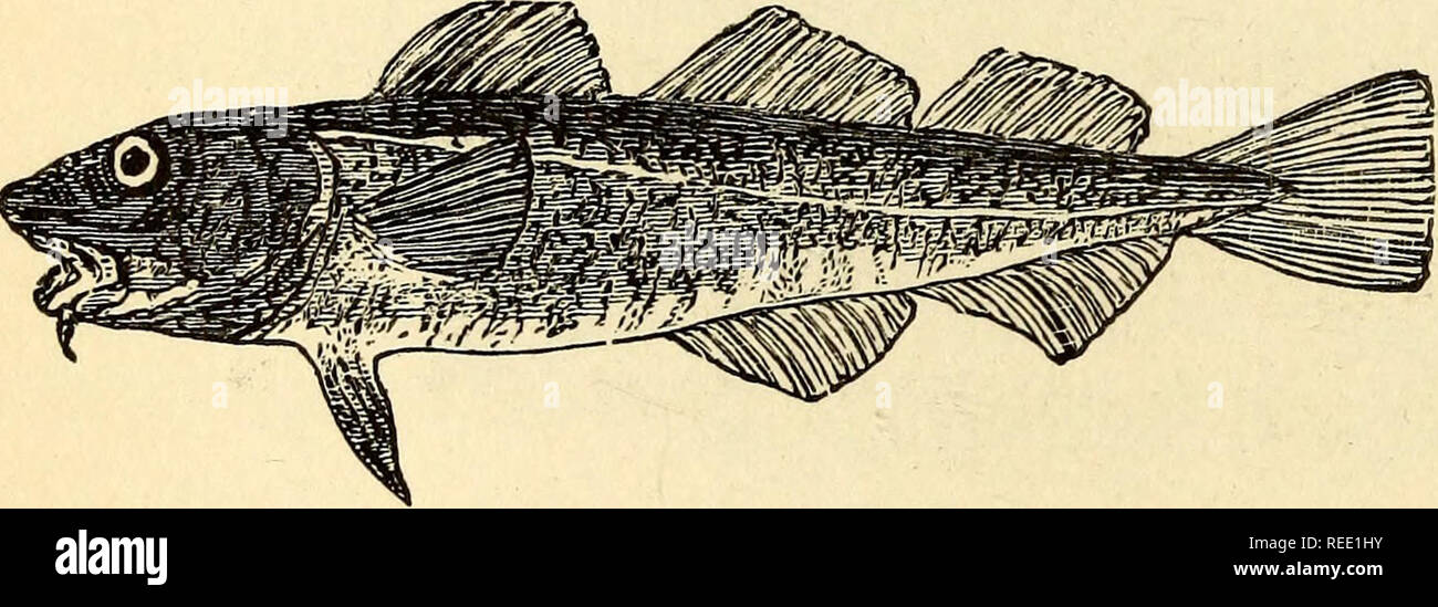 Homocercal hi-res stock photography and images - Alamy