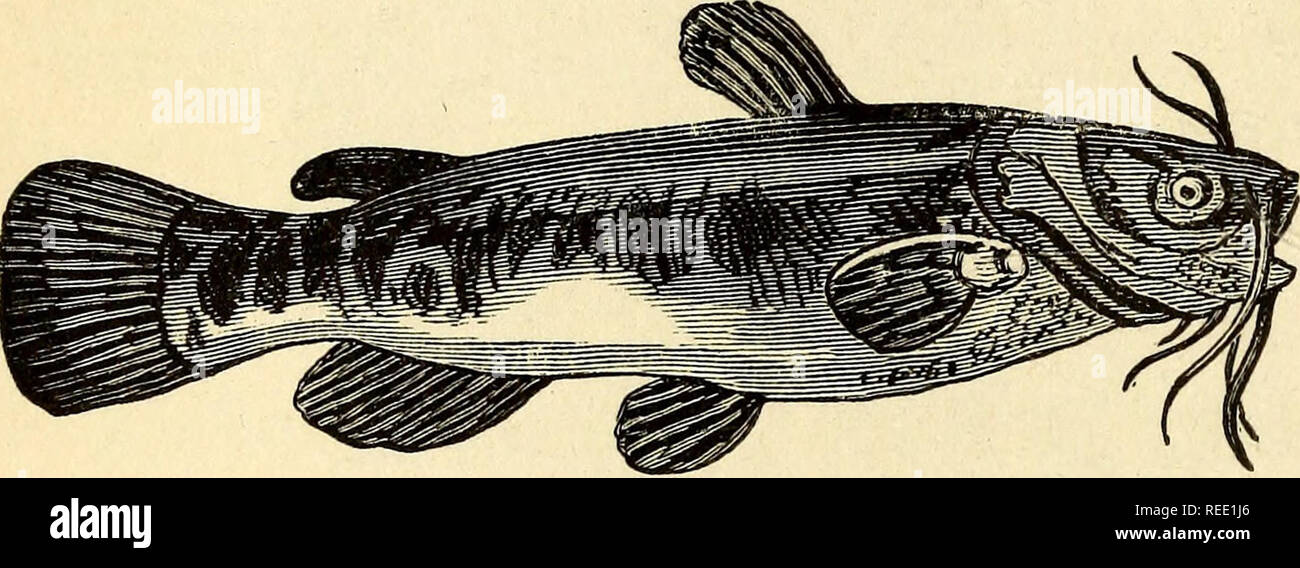 Horned pout hi-res stock photography and images - Alamy