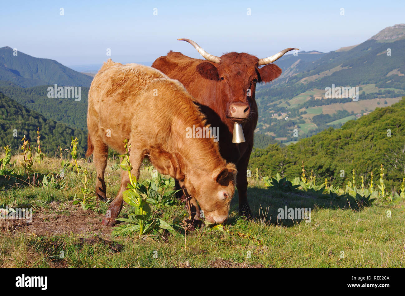 Salers cow with calf hi-res stock photography and images - Alamy