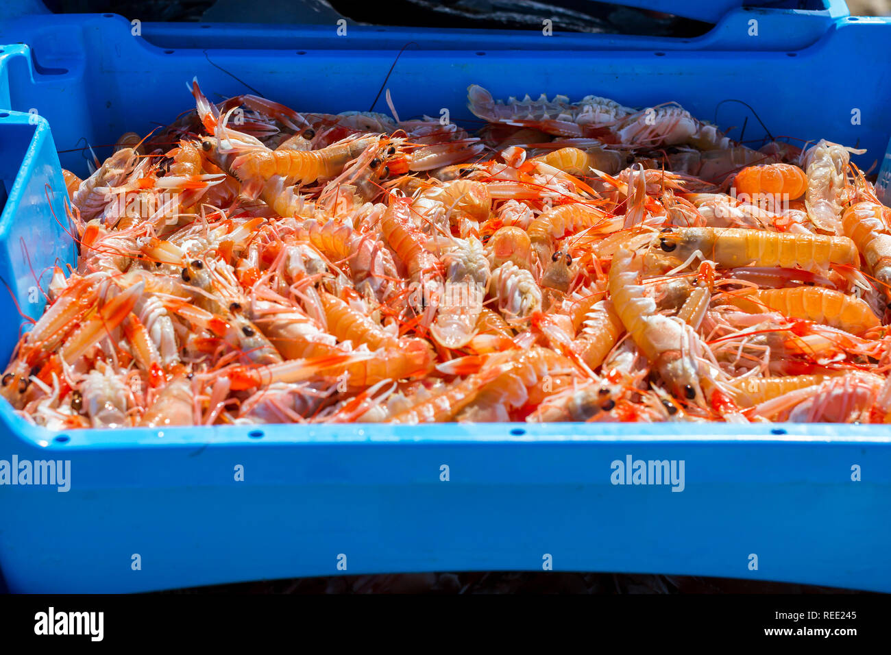 Blue plastic containers with catch of sea shrimps, ocean prawns ...