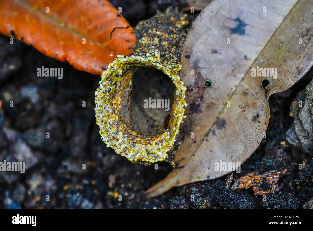 Black stingless bees around their nest, Borneo rainforest, Sarawak ...