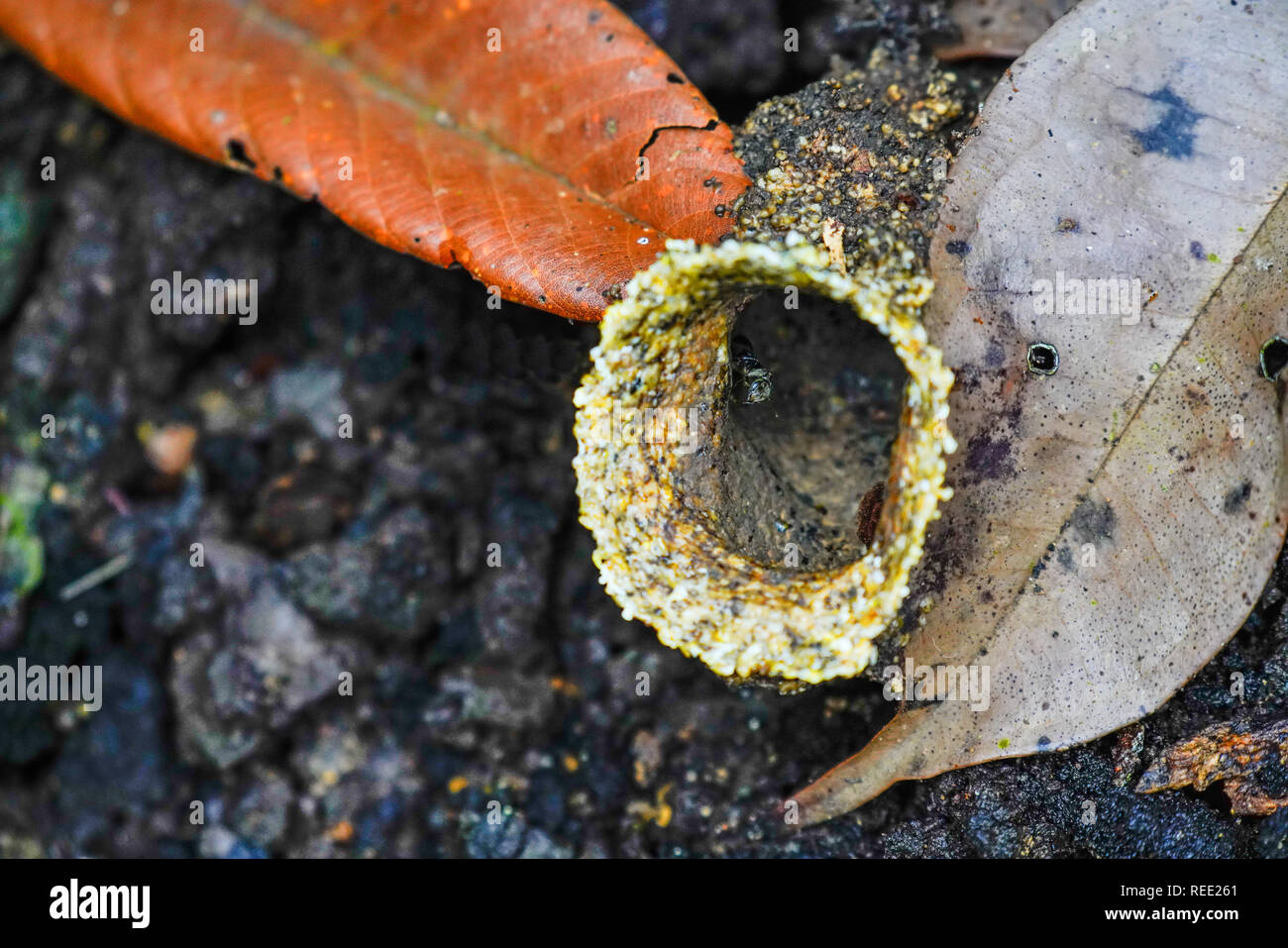 Black stingless bees around their nest, Borneo rainforest, Sarawak ...