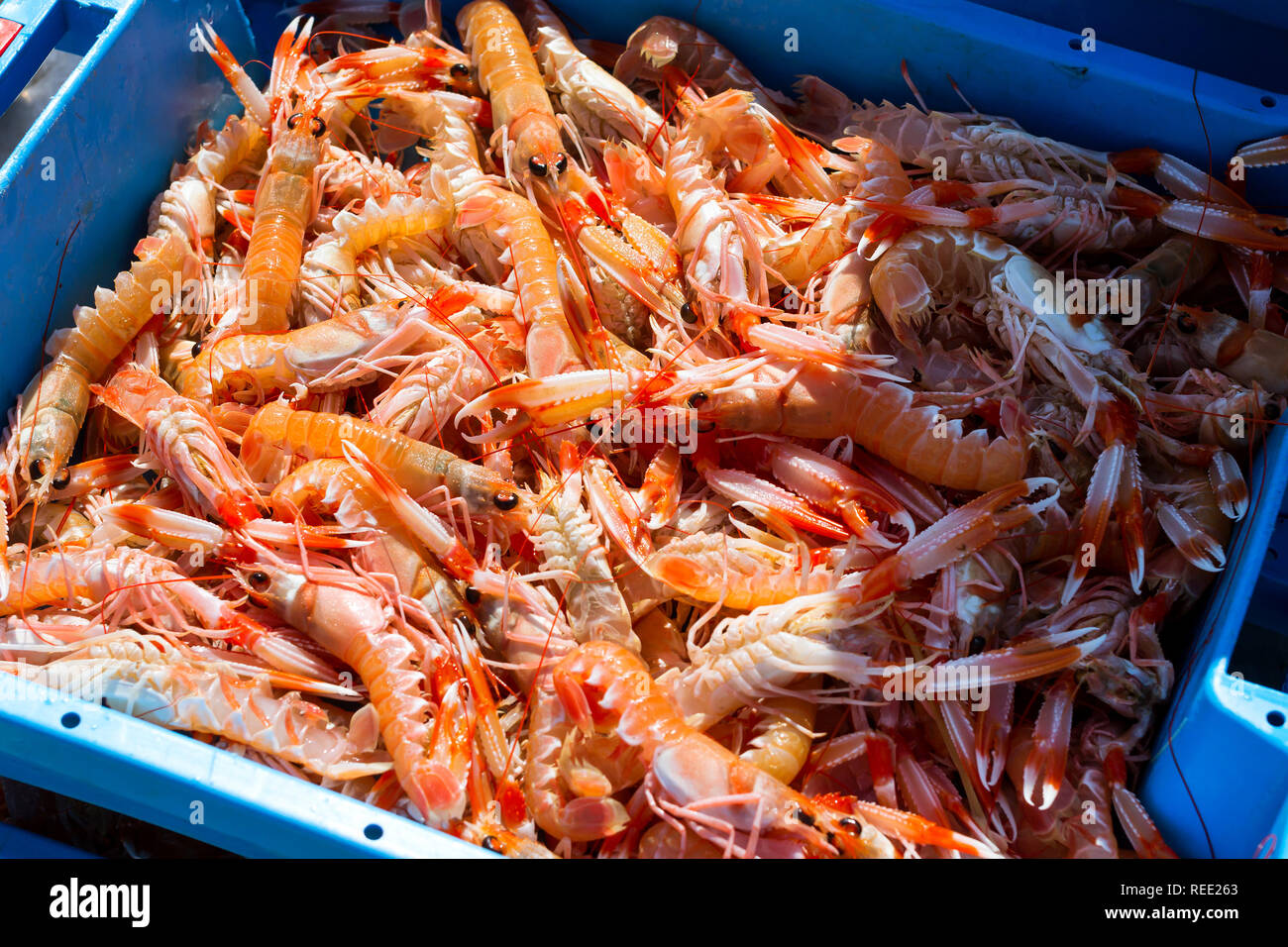 Blue plastic containers with catch of sea shrimps, ocean prawns ...