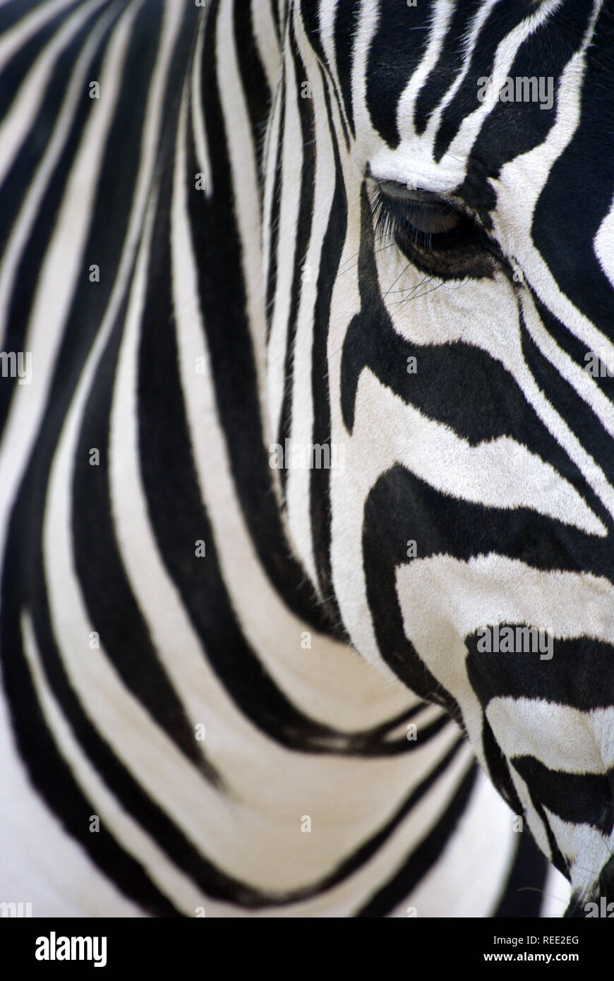 Zebra artistic portrait Stock Photo - Alamy