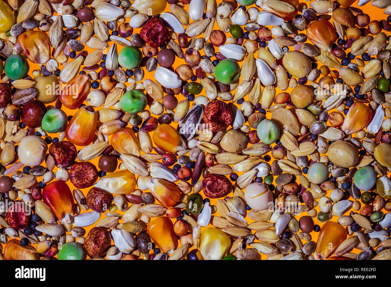 Pigeon bird seed Stock Photo - Alamy