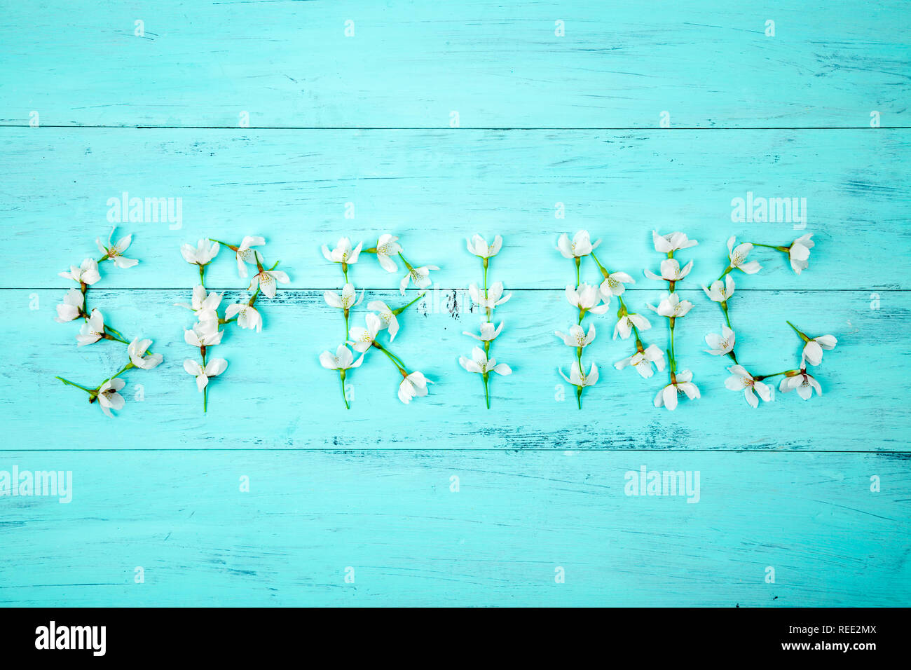 Spring word made of white cherry blossom flowers on a turquoise wooden ...