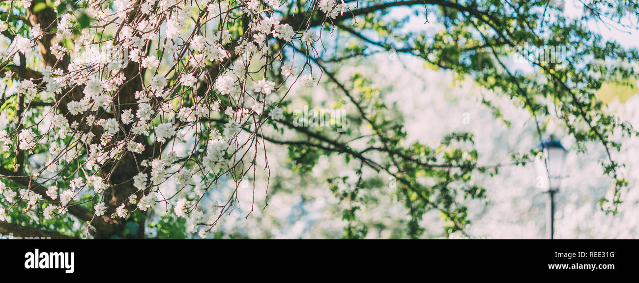 White blooming apple hi-res stock photography and images - Alamy