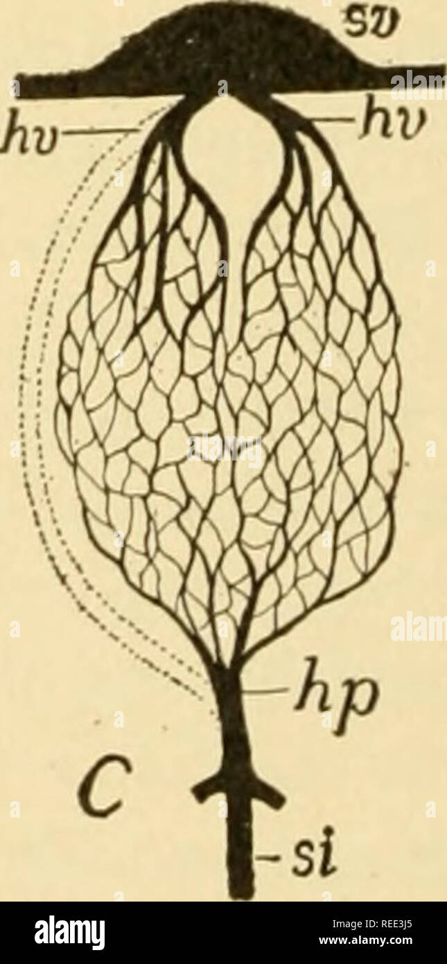 . Comparative anatomy. Anatomy, Comparative. Fig. 318.—Three stages in ...